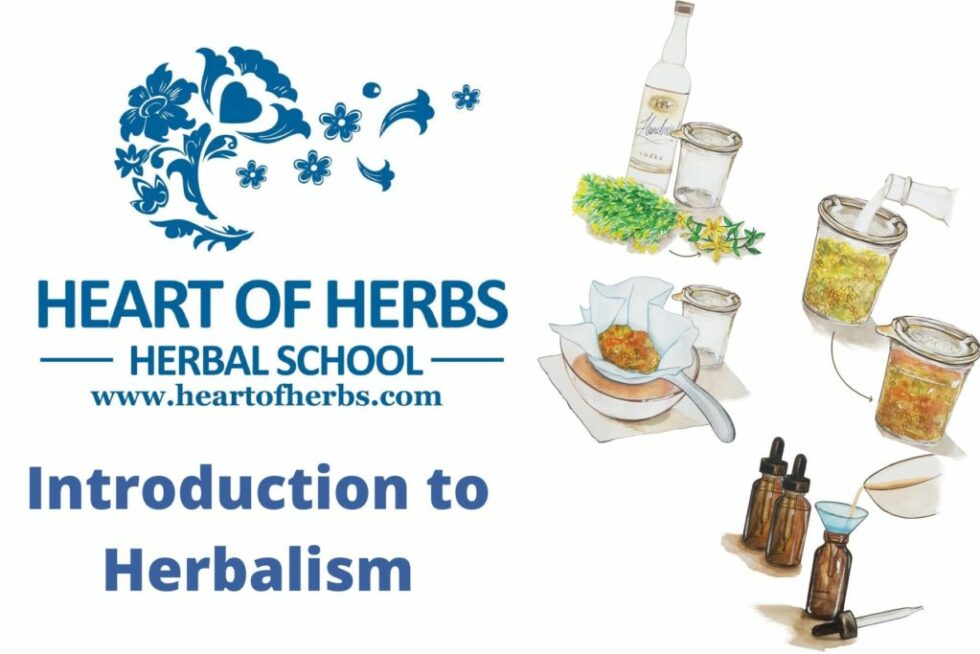 Introduction to Herbalism Course - Heart of Herbs Herbal School