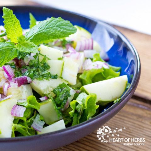 Backyard Apothecary: Peppermint - Heart of Herbs Herbal School