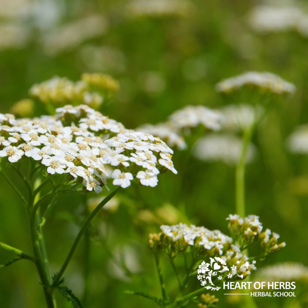 Backyard Apothecary: Yarrow - Heart of Herbs Herbal School